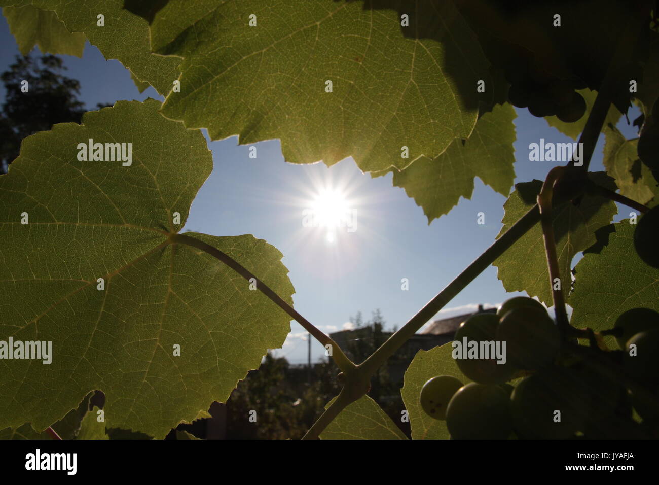 View of the sun through the leaves of the tree overhead on a glorious ...