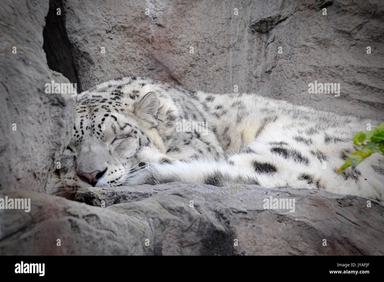 Snow leopard sleeping on a rock Stock Photo - Alamy