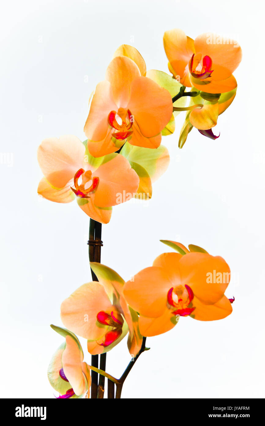 Peach Orchid Stock Photos & Peach Orchid Stock Images - Alamy