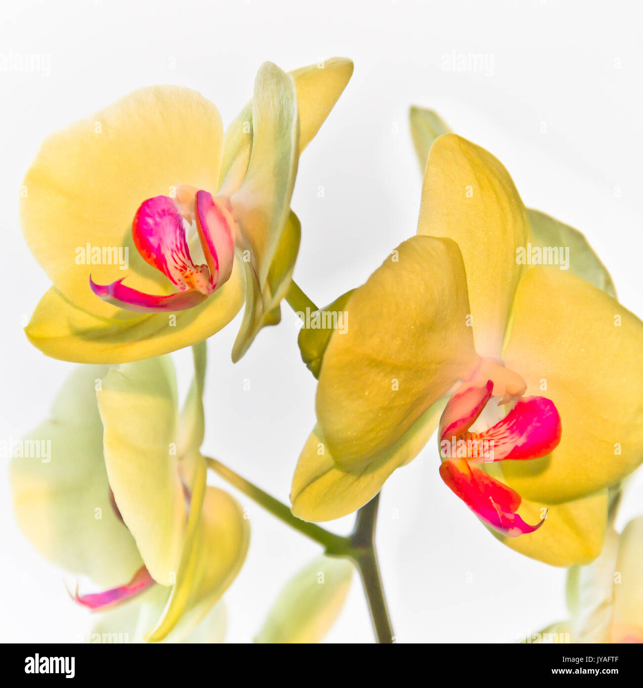 A spray of three yellow orchids feature bright red centers Stock Photo ... A spray of three yellow orchids feature bright red centers Stock Photo ...