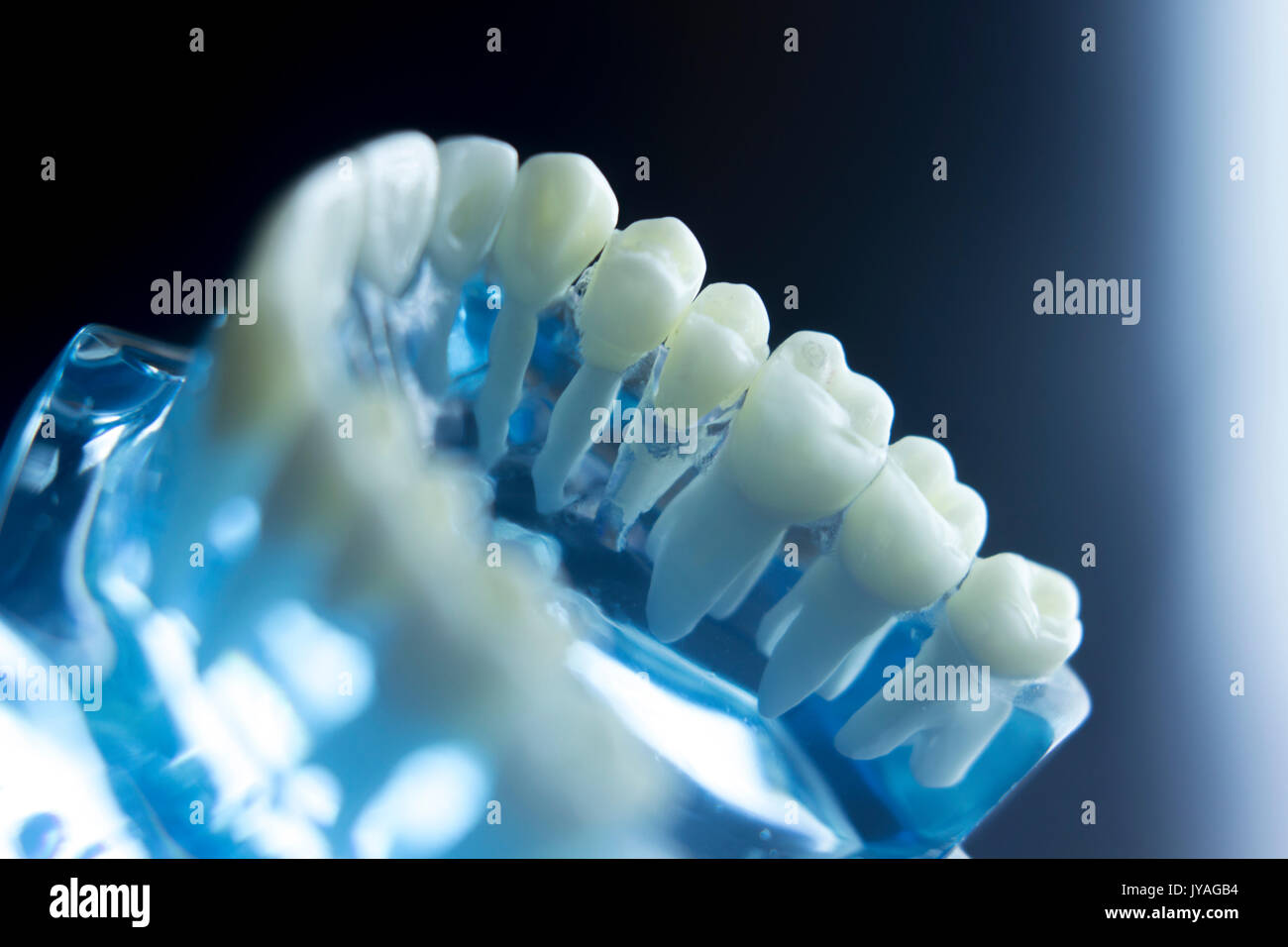 Dental teeth orthodontic dentistry teachng model with gums, tooth ...