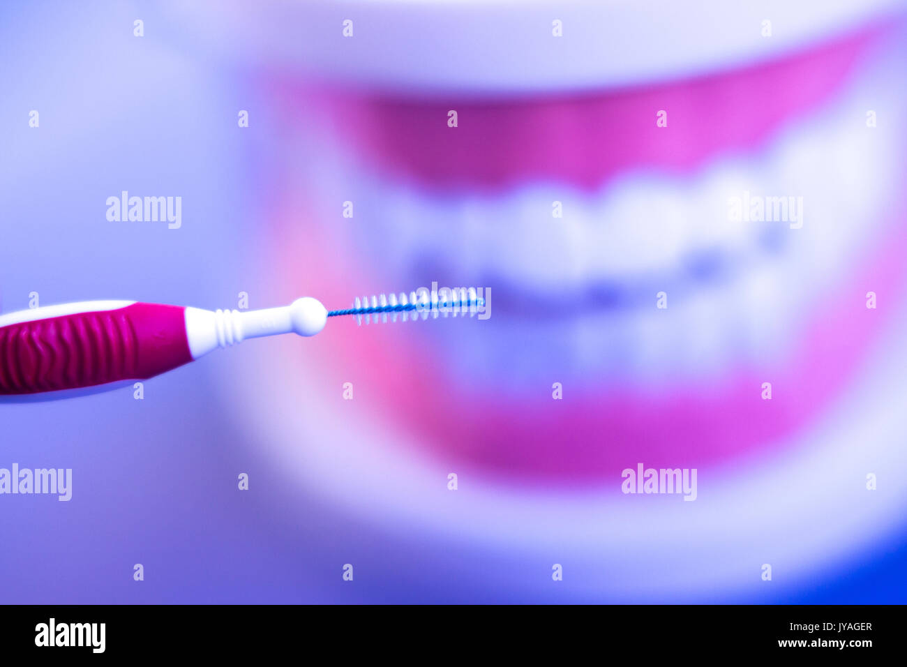 Dental teeth orthodontic dentistry teachng model with gums, tooth ...