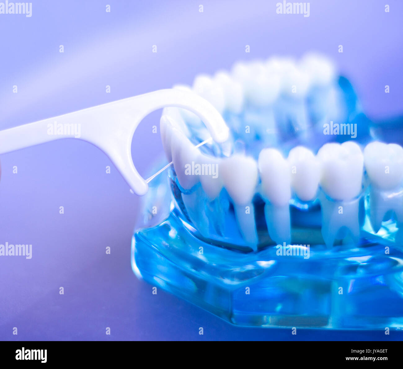 Dental teeth orthodontic dentistry teachng model with gums, tooth ...