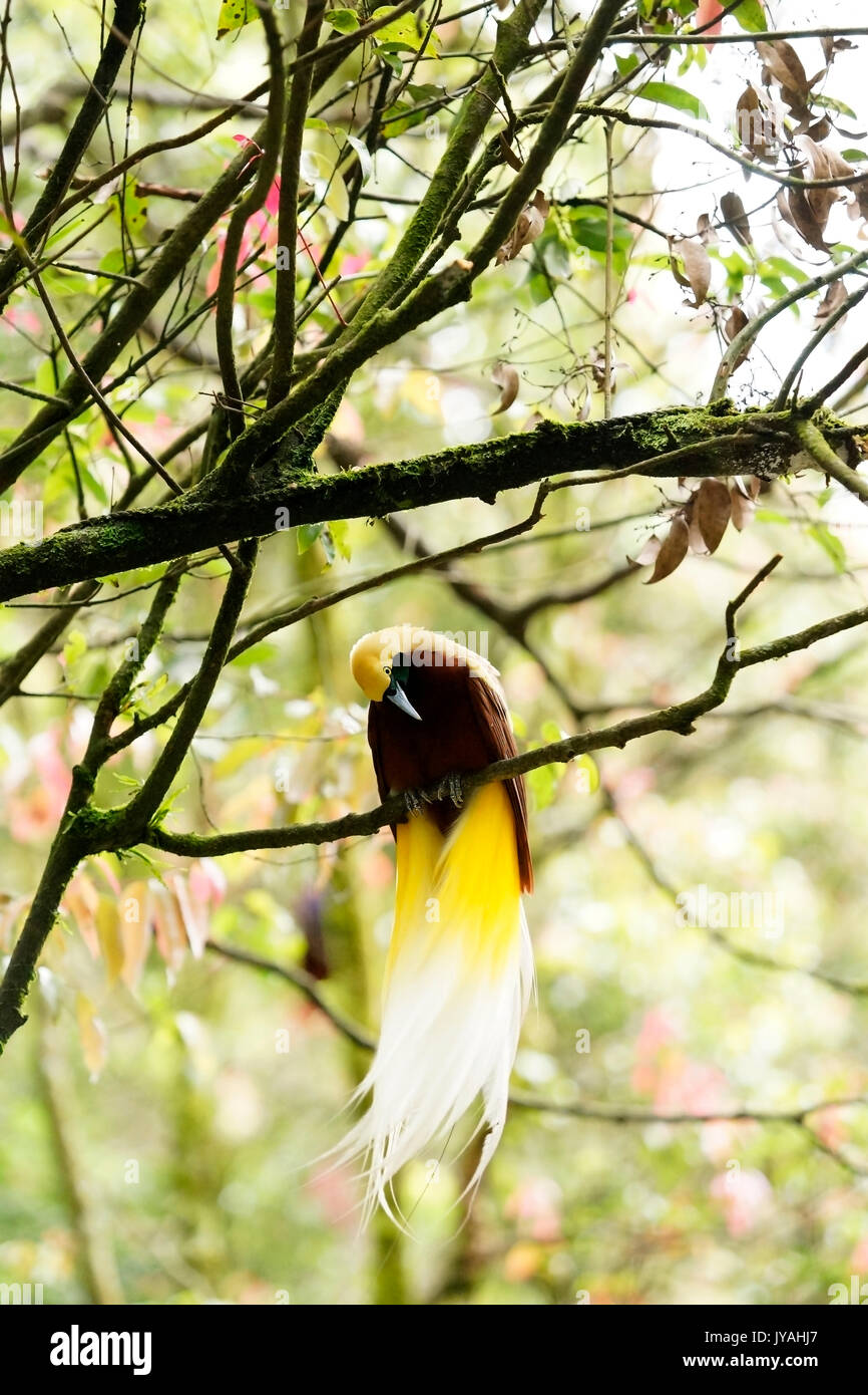 Lesser Bird of Paradise or Paradisaea minor an exotic bird with yellow ...