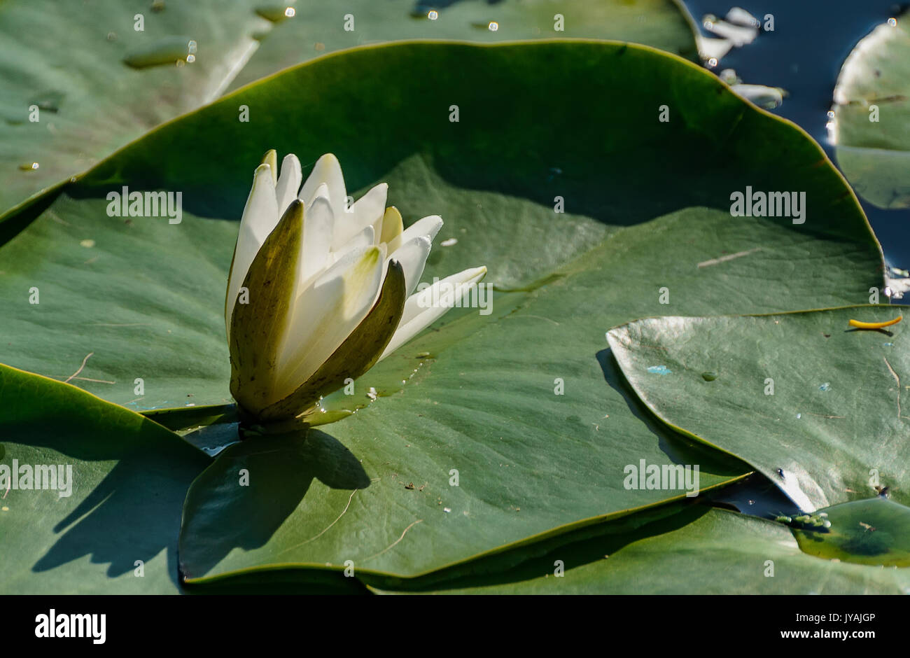 White lilies in a small lake Stock Photo - Alamy