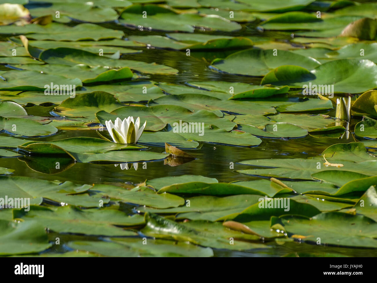 White lilies in a small lake Stock Photo - Alamy
