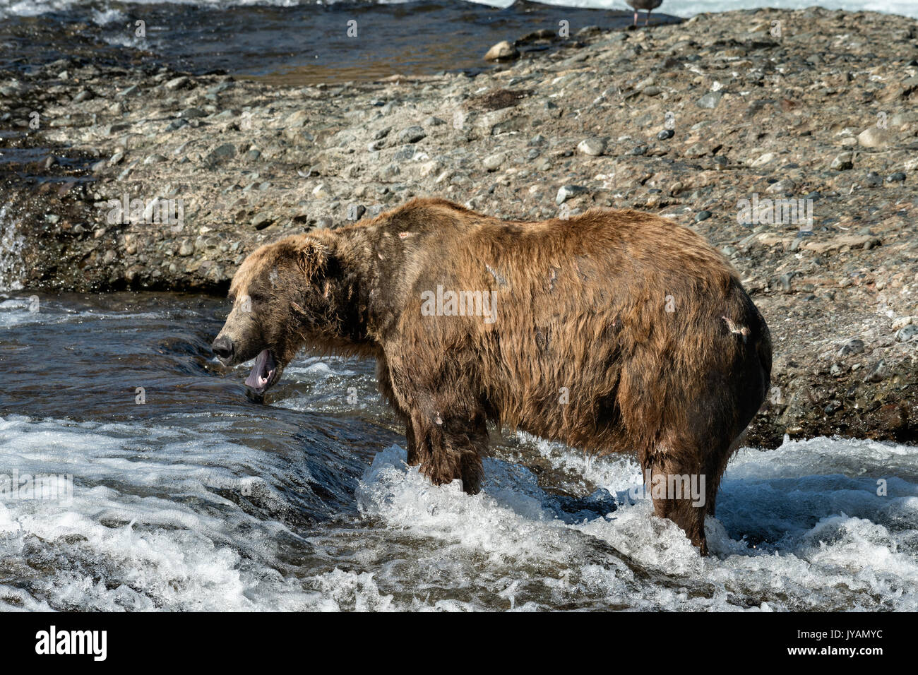 An elderly adult grizzly bear boar known as Ears fishes for chum salmon ...