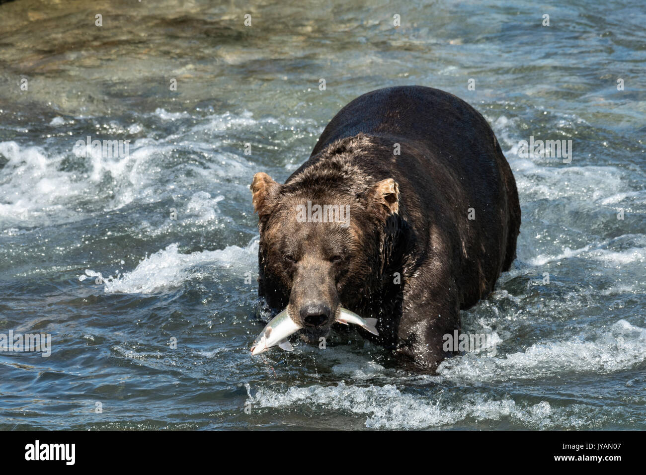 A large grizzly bear boar known as Braveheart carries a Dolly Varden ...