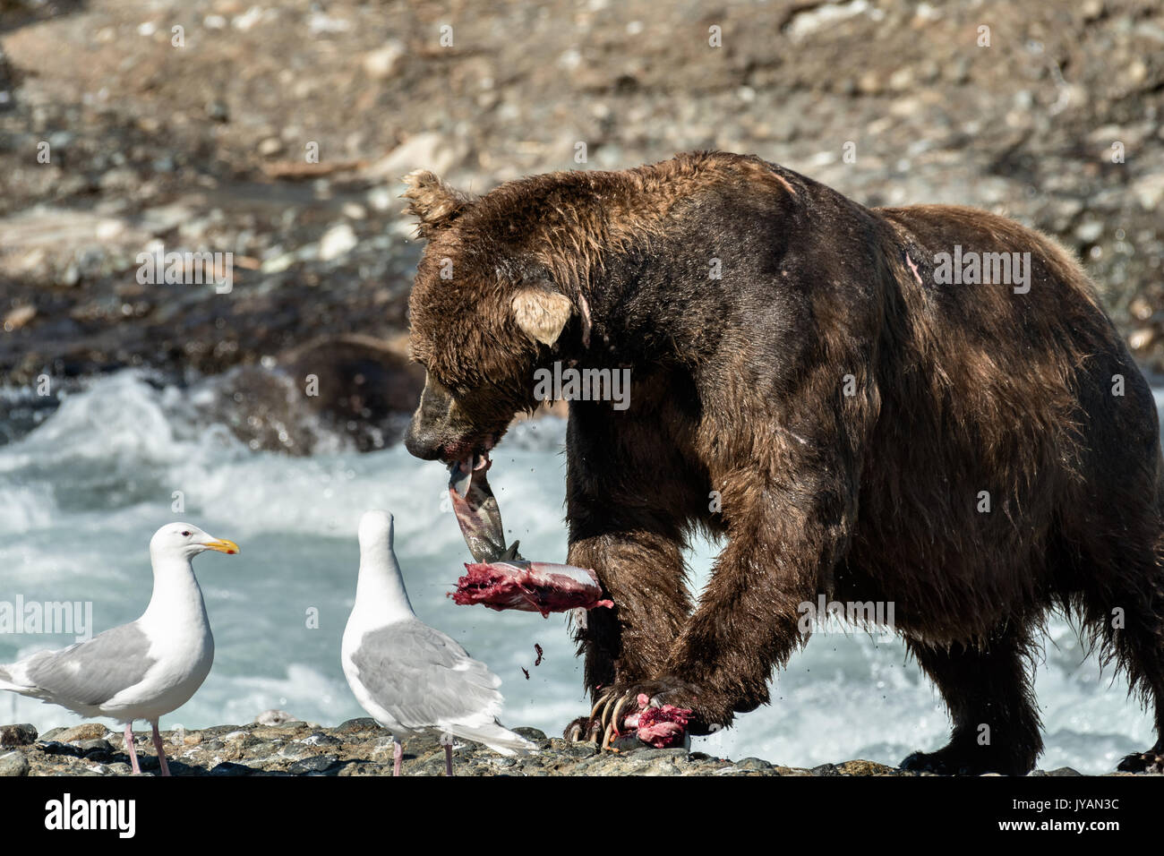 A large adult grizzly bear rips apart a chum salmon caught in the upper ...