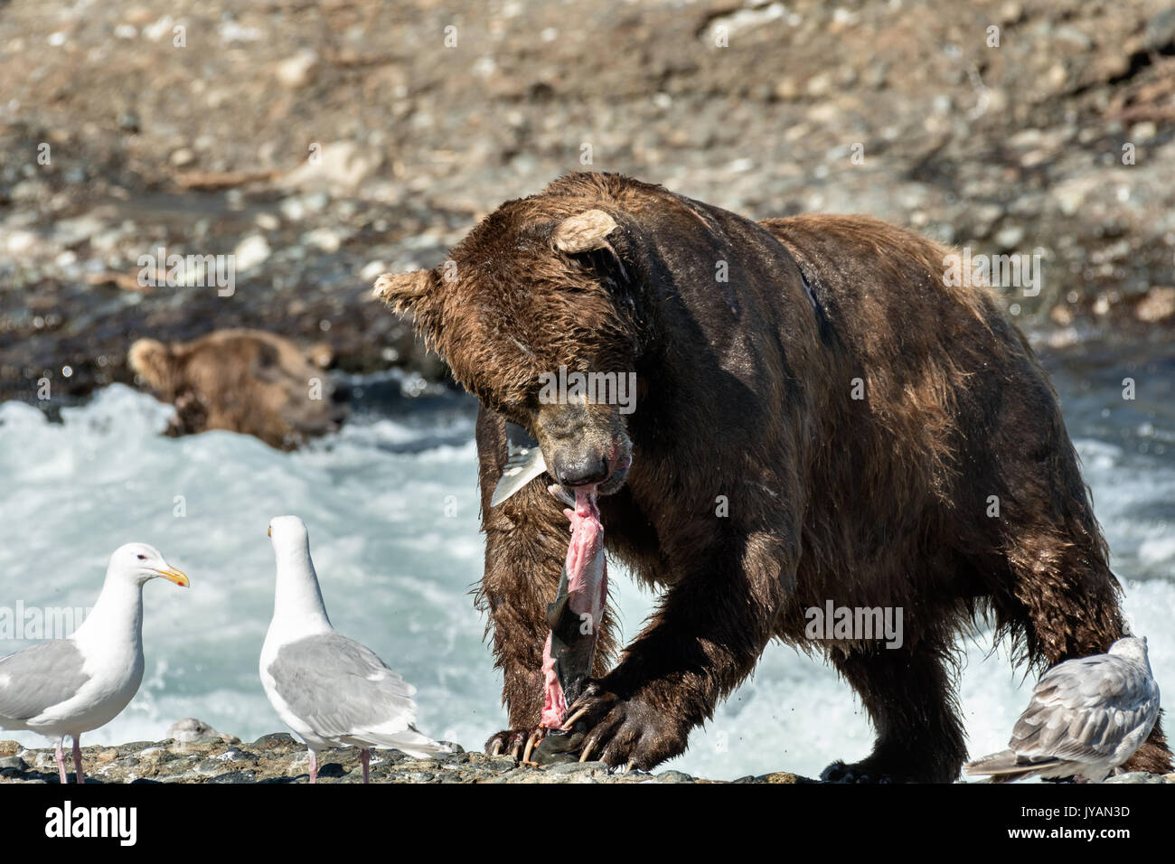 Alaska bear skin hi-res stock photography and images - Alamy