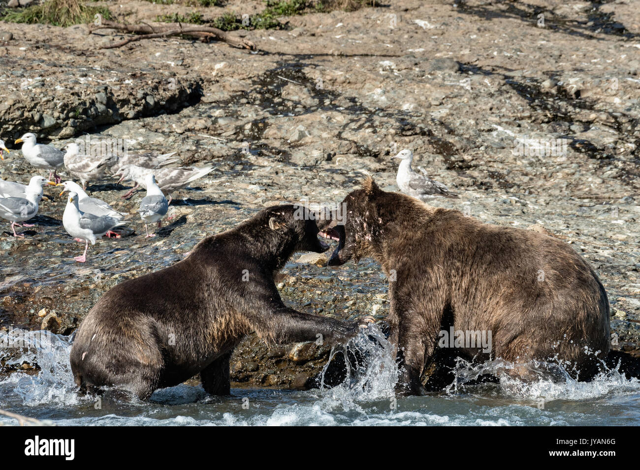 Male brown bears fight dominance hi-res stock photography and images ...