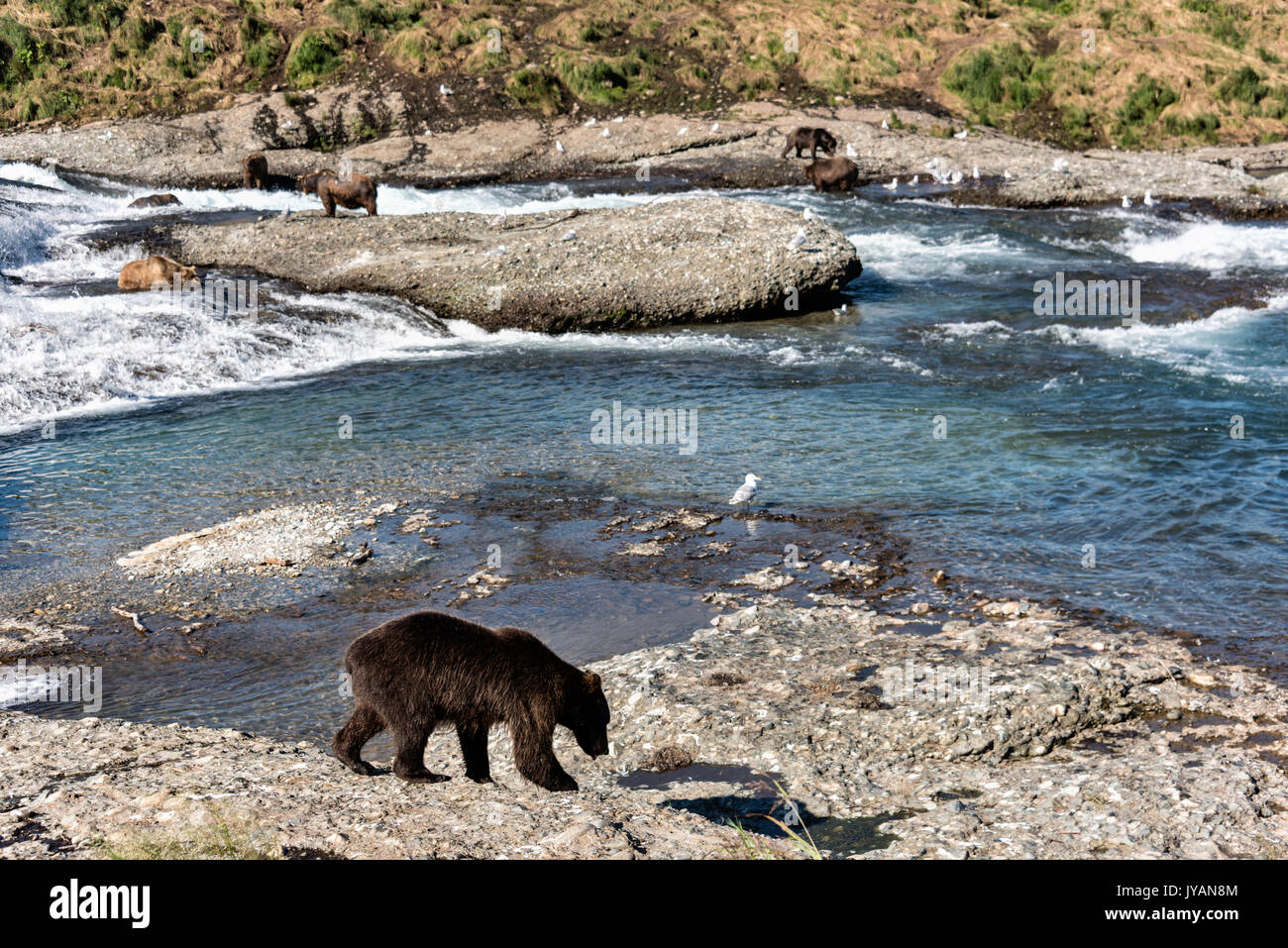 Dominant adult grizzly bears fish in the upper McNeil River falls at ...