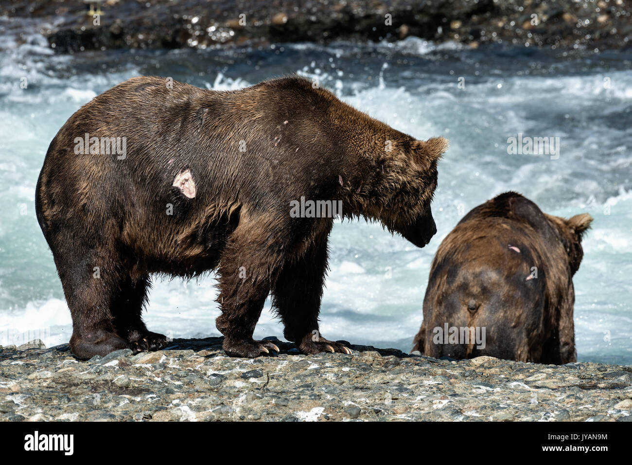A large Grizzly bear boar with a wound from fighting fishes for chum ...