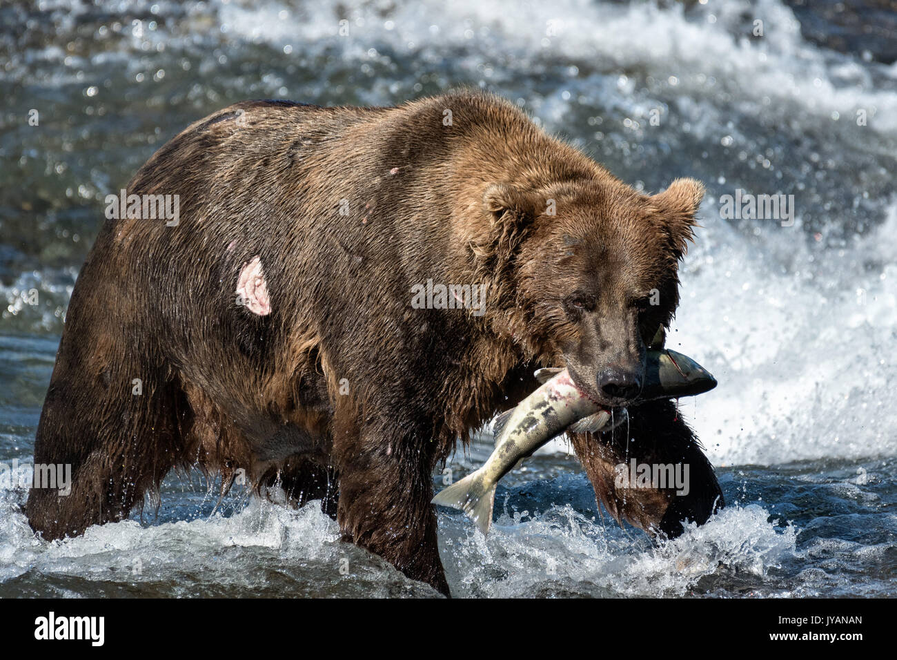A large Grizzly bear boar with a wound from fighting catches a chum ...