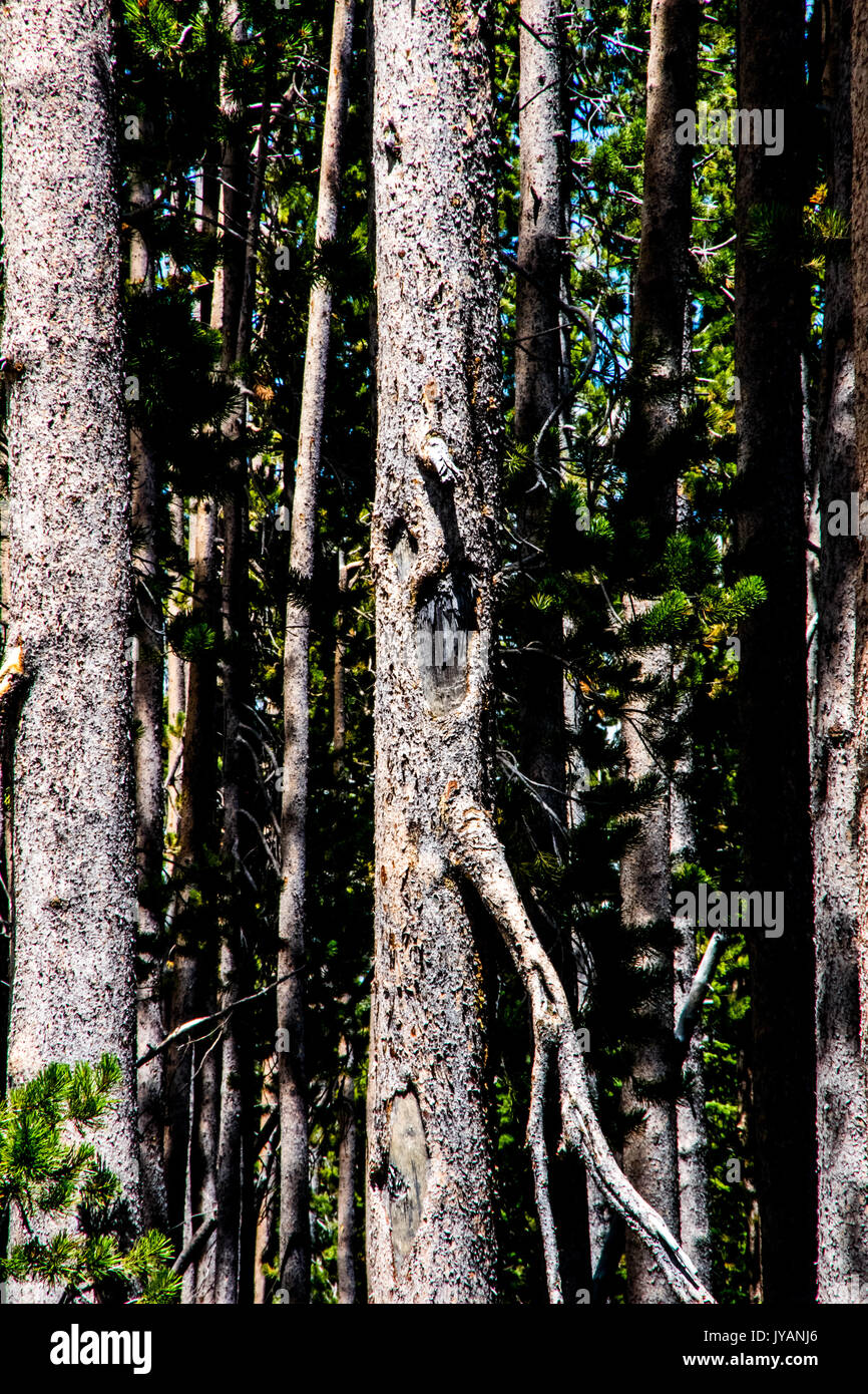Yellowstone trees hi-res stock photography and images - Alamy