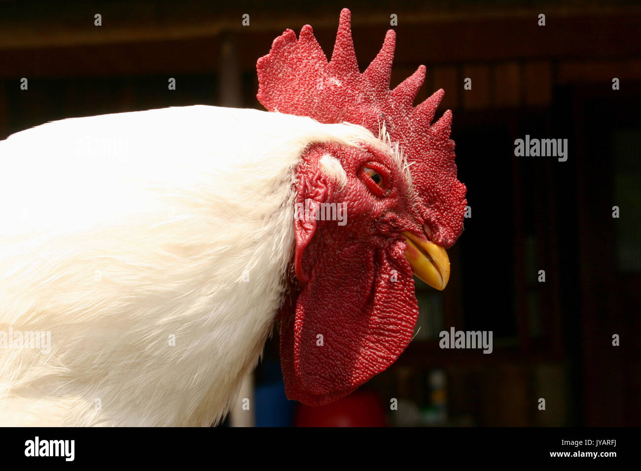 Roosters and barn hi-res stock photography and images - Alamy