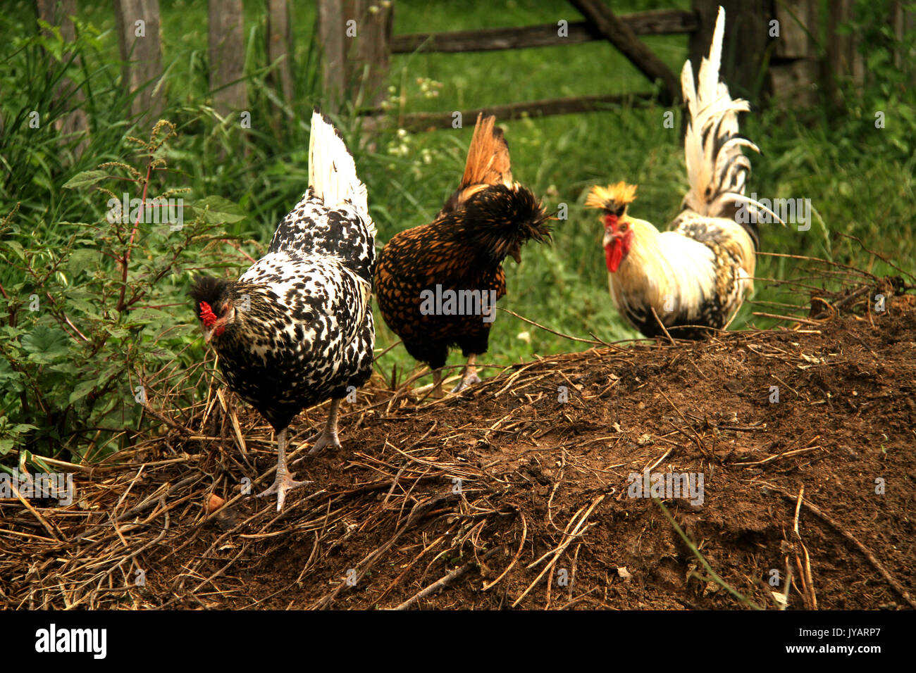 Chickens roaming free in yard Stock Photo - Alamy