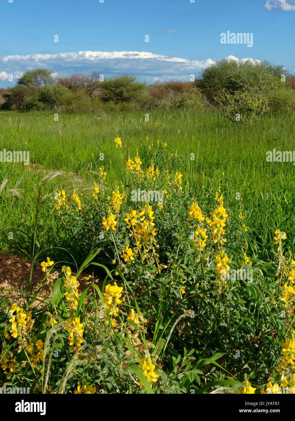 Blooming farmland southeast of Omaruru, near road (C36) from Omaruru to ...