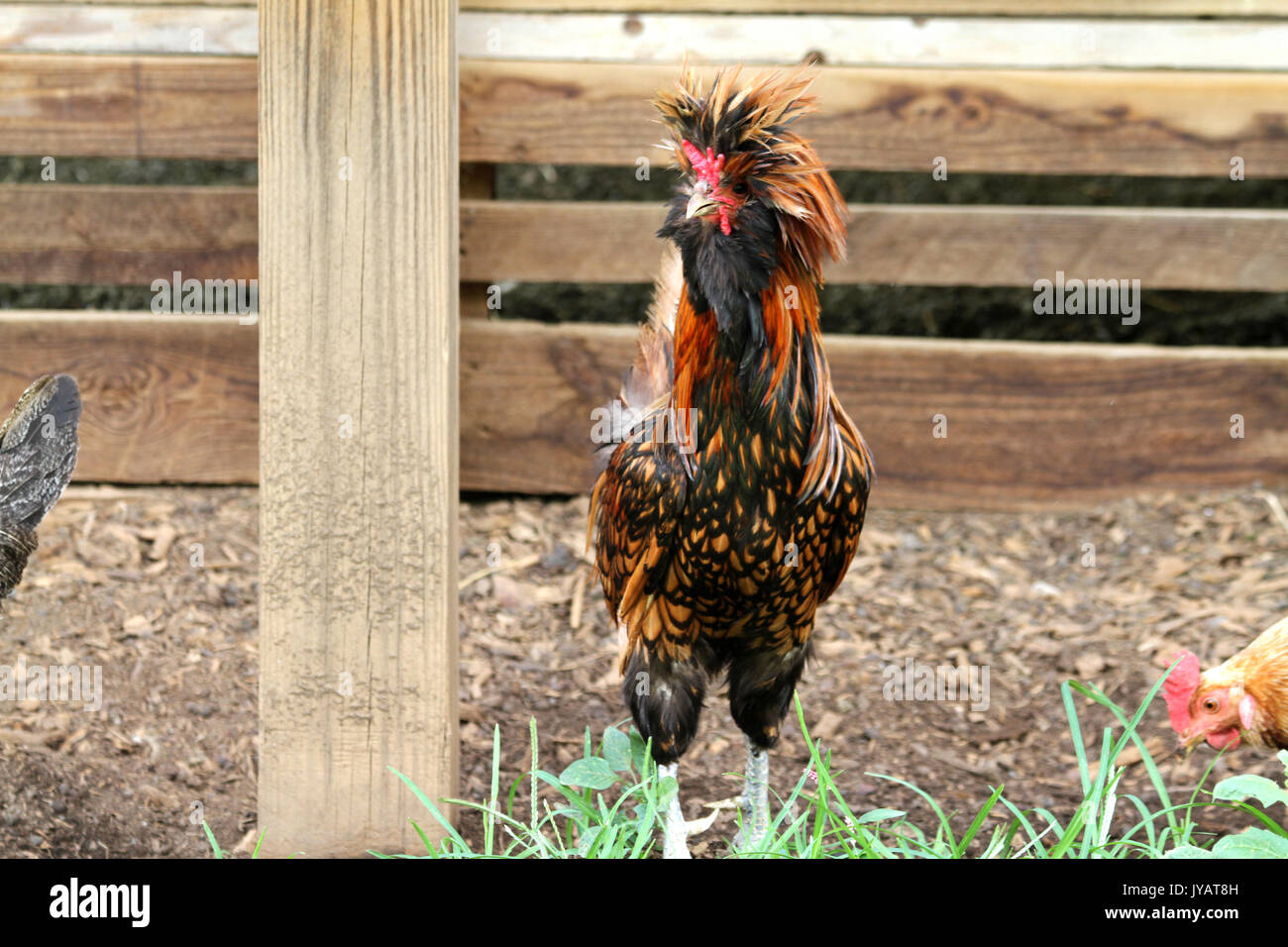 Polish hen hi-res stock photography and images - Alamy