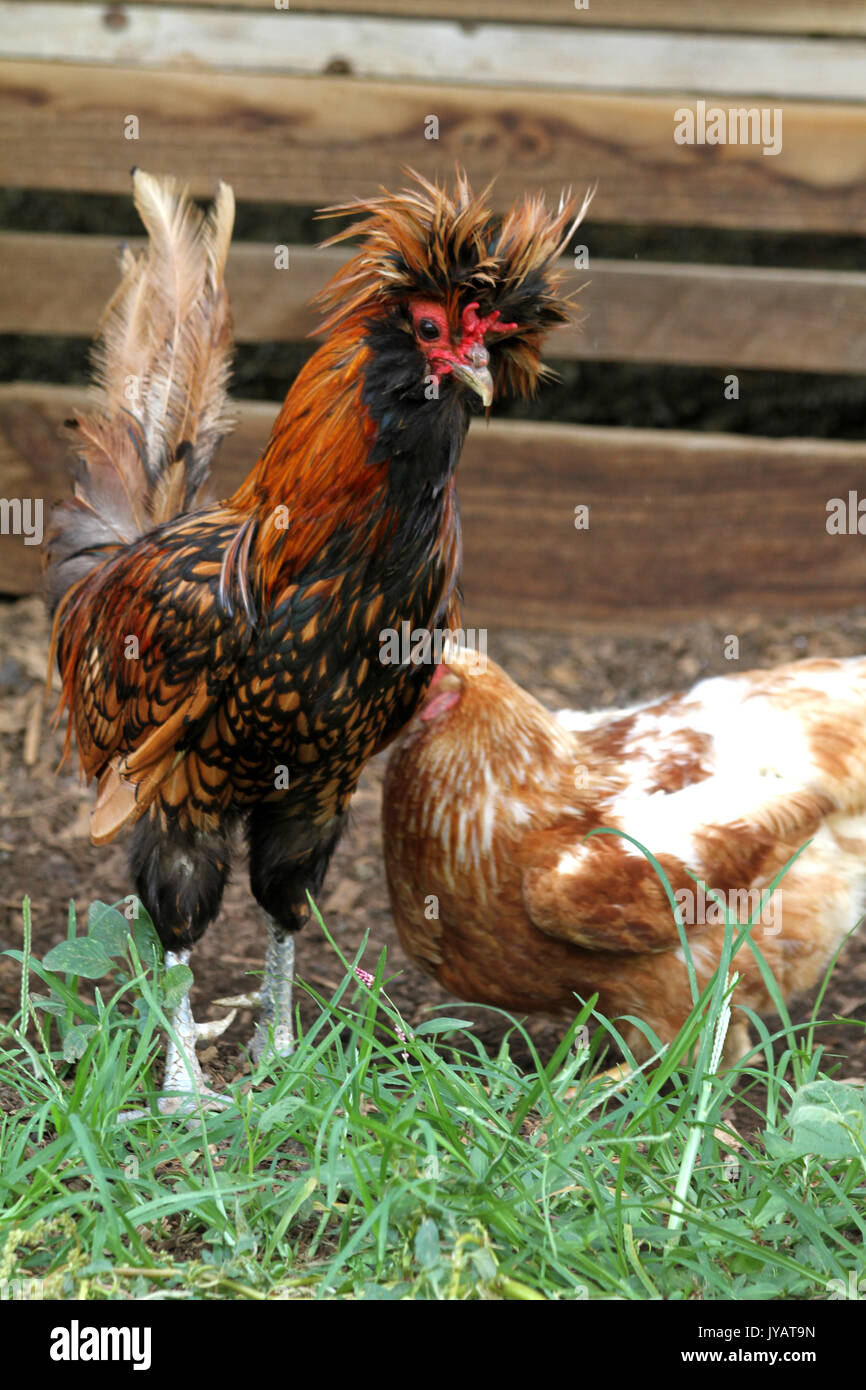 Golden Polish Rooster