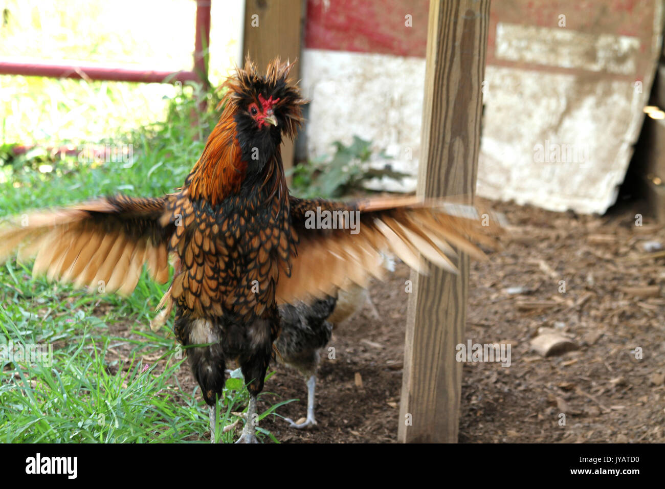 Polish fauna hi-res stock photography and images - Alamy