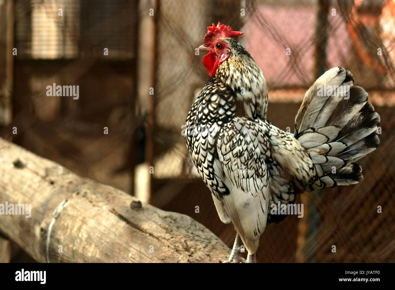 Beautiful Sebright rooster Stock Photo - Alamy