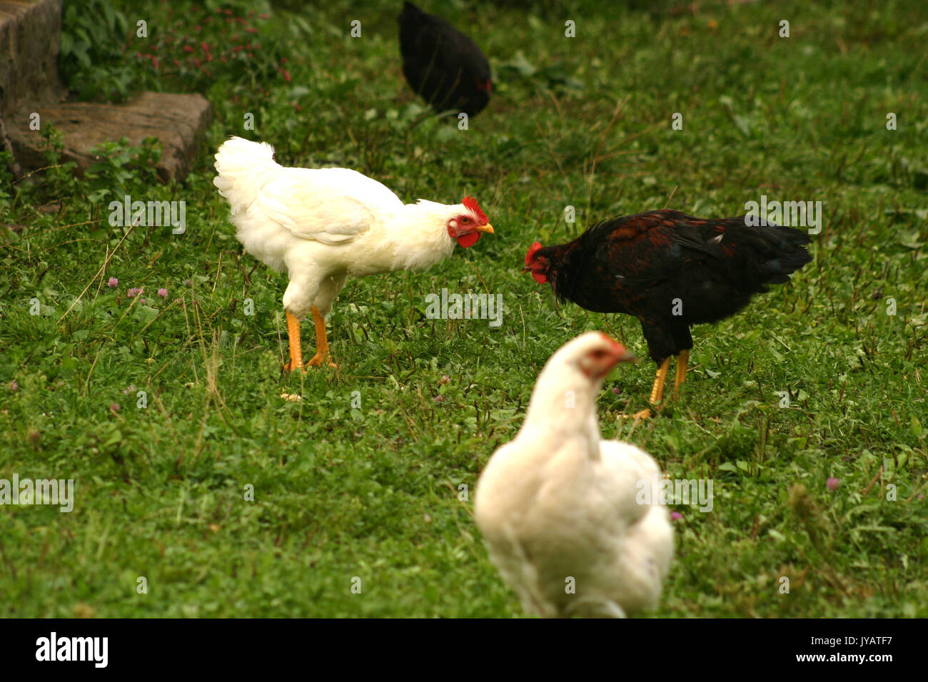 Chicken fight hi-res stock photography and images - Alamy