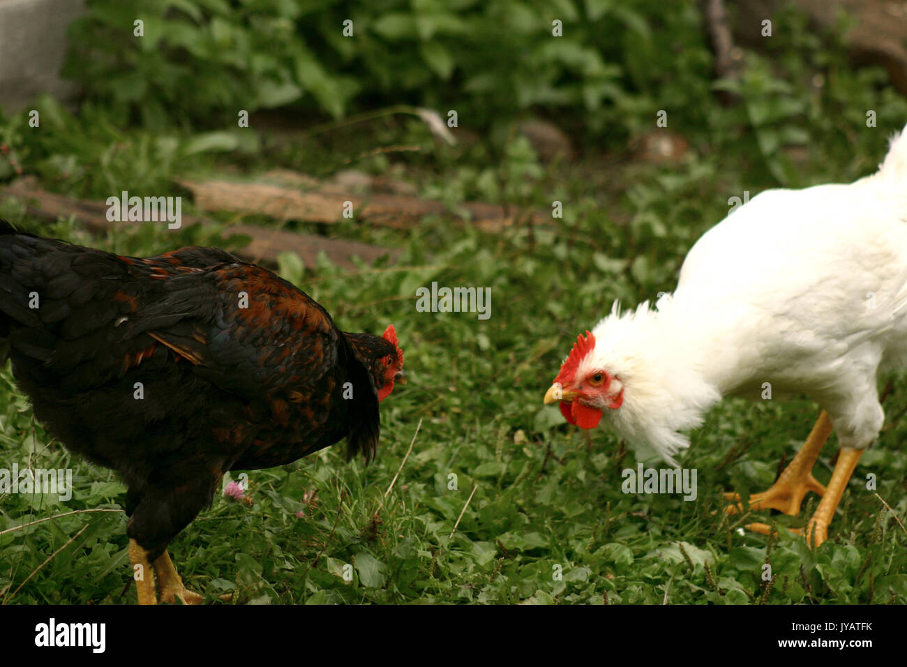 Two chicken in tense position, ready to fight Stock Photo - Alamy