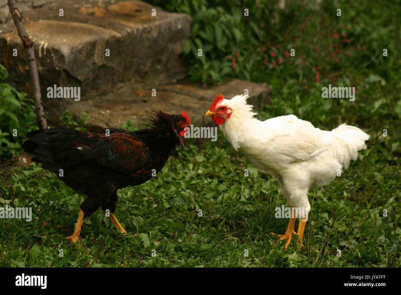 Chicken fight hi-res stock photography and images - Alamy