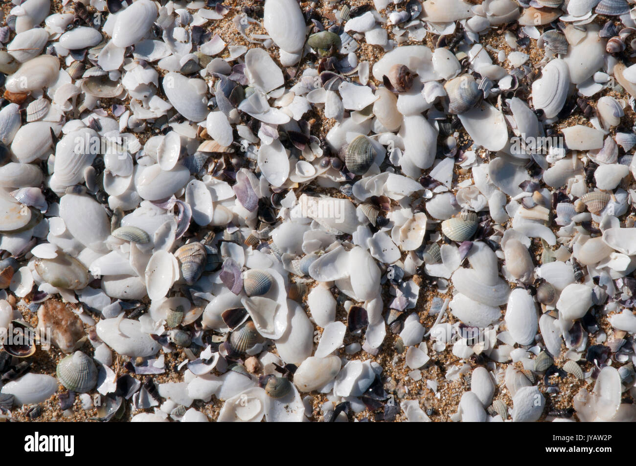 Shells on the beach at Marahau, approaching Abel Tasman National Park ...