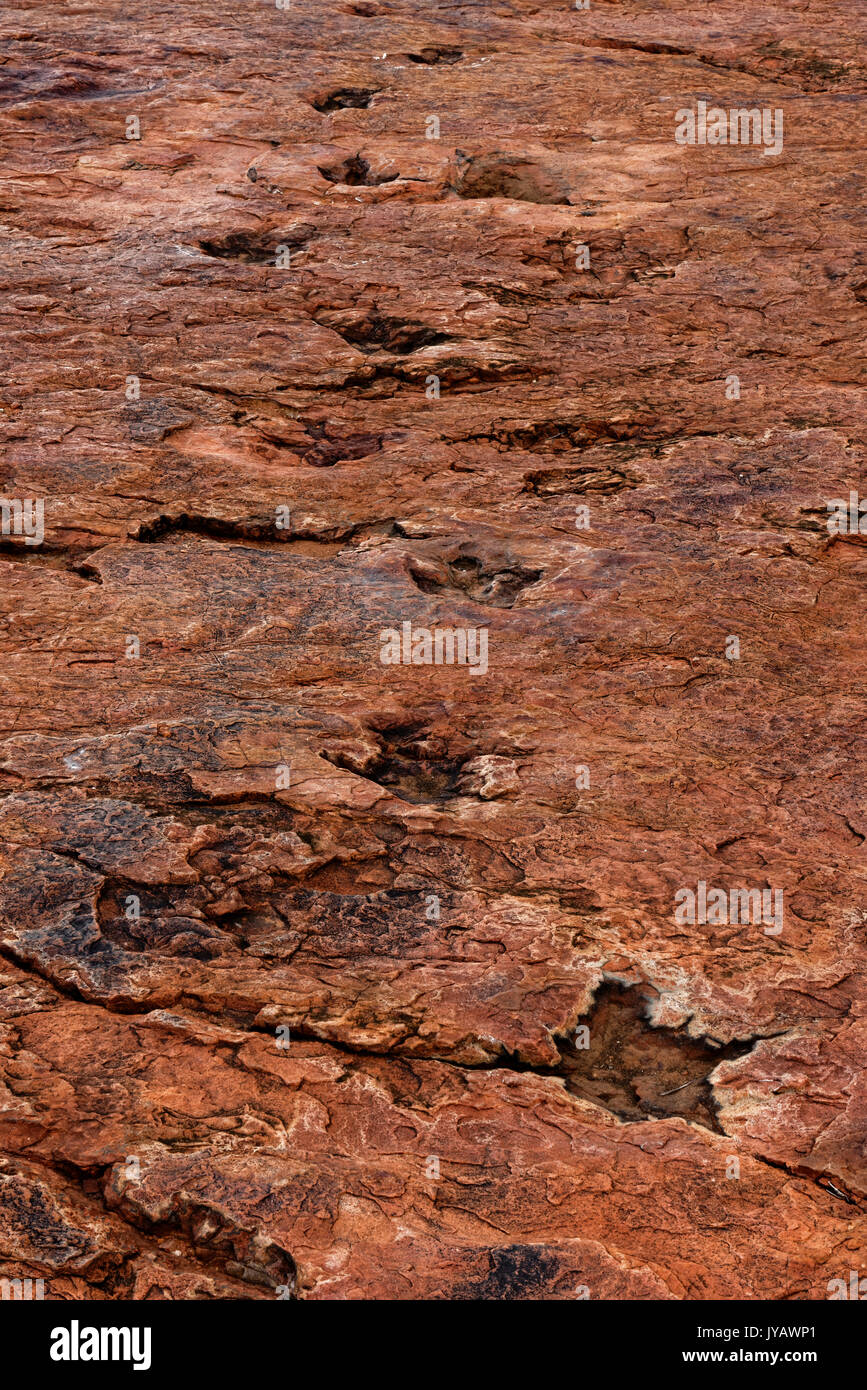 Dinosaur Tracks Stock Photos & Dinosaur Tracks Stock Images - Alamy