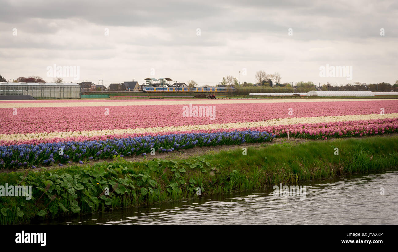 Bulb fields amsterdam hi-res stock photography and images - Alamy