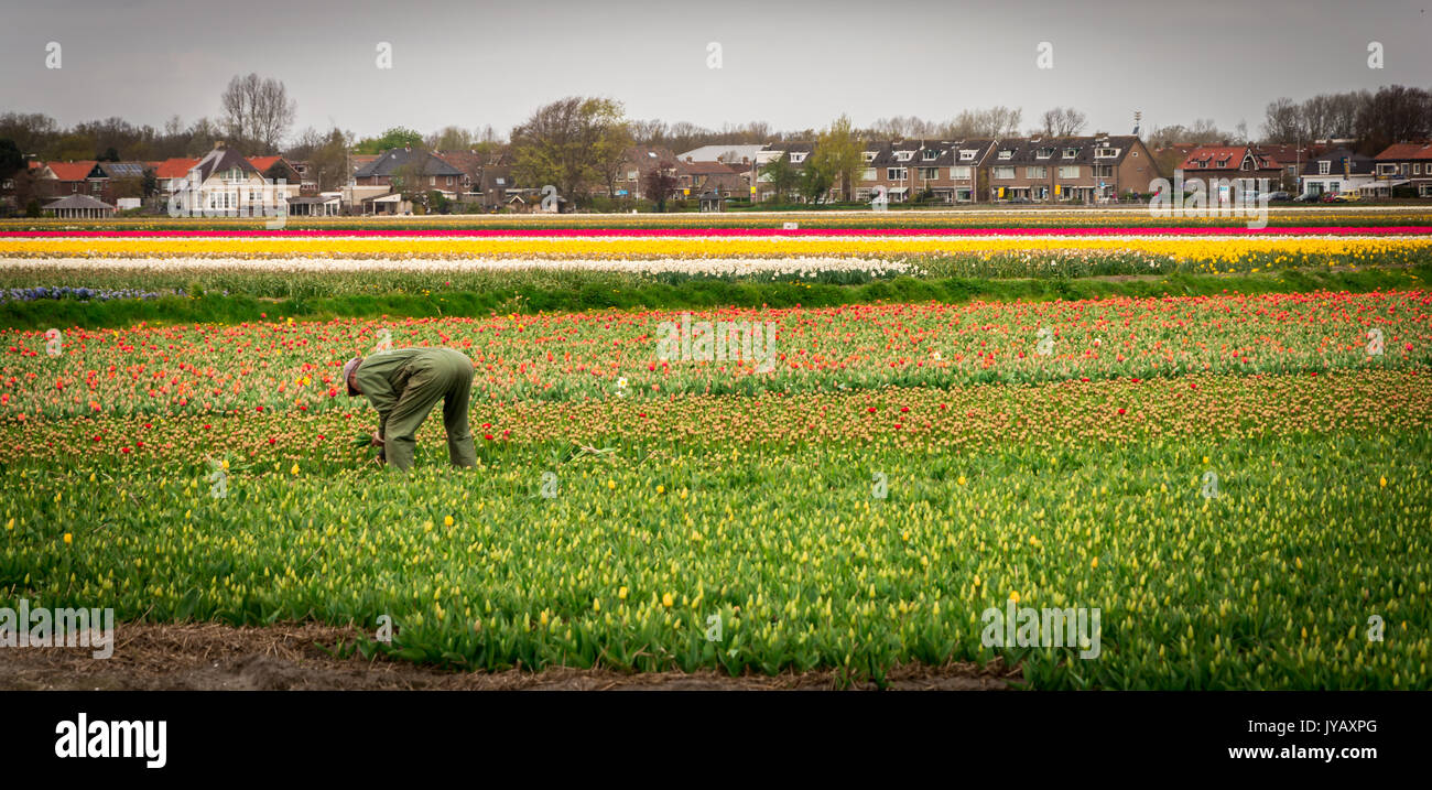 A Dutch farmer tends to his tulip plantation ready for spring in ...