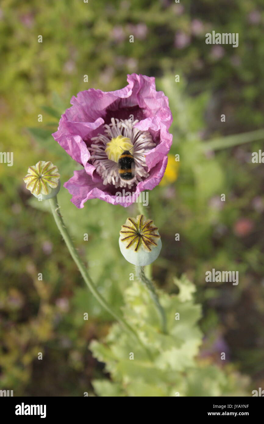 Purple Poppy Animals Stock Photos & Purple Poppy Animals Stock Images ...