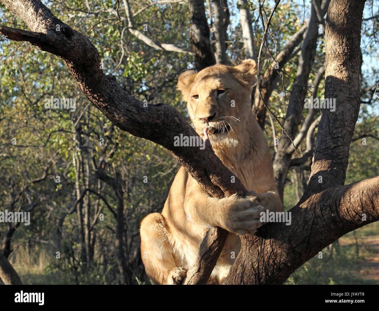 Lion in tree devouring chicken Stock Photo - Alamy