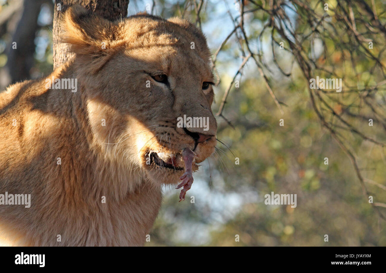 South africa lion eating chicken hi-res stock photography and images ...