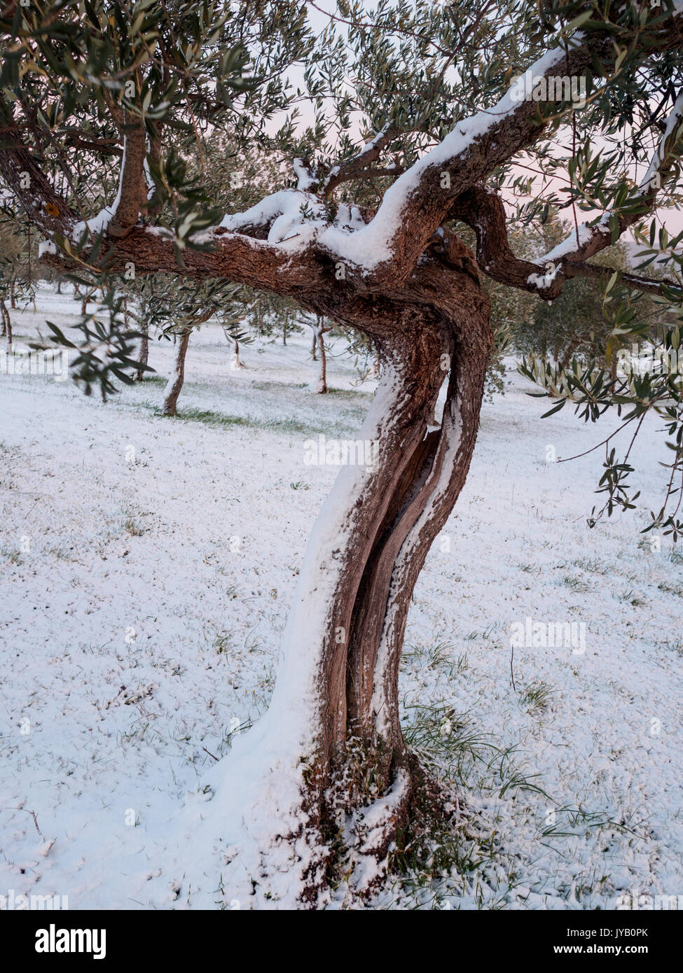 Olive tree with snow in central Italy. Portrait format Stock Photo - Alamy