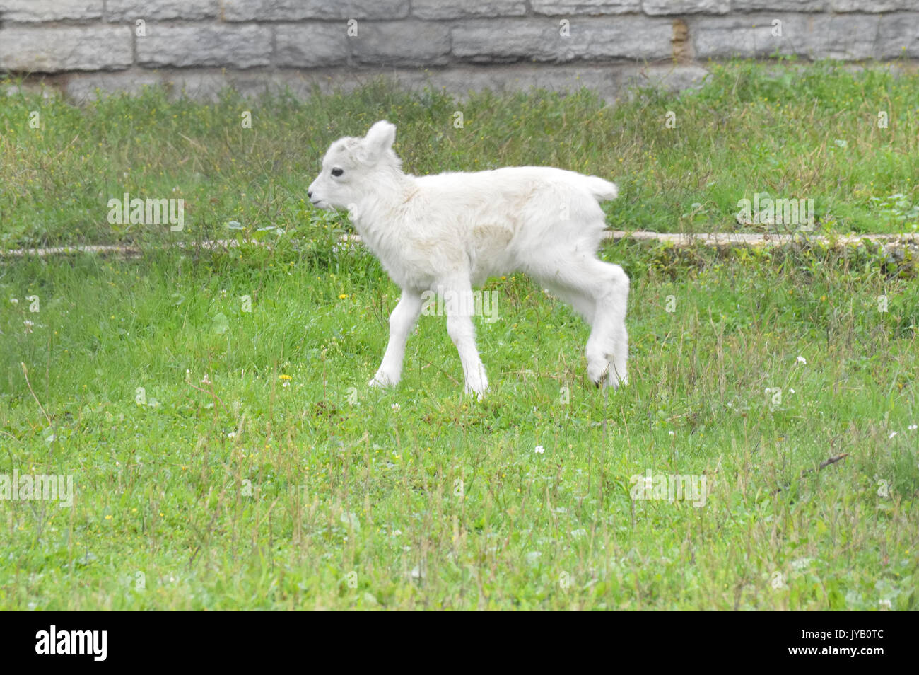 Baby Dall Sheep Stock Photo - Alamy