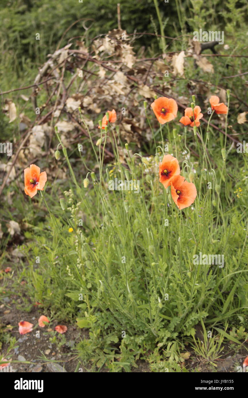 Common field poppies/ red poppies (Papaver rhoeas) growing on broken ...