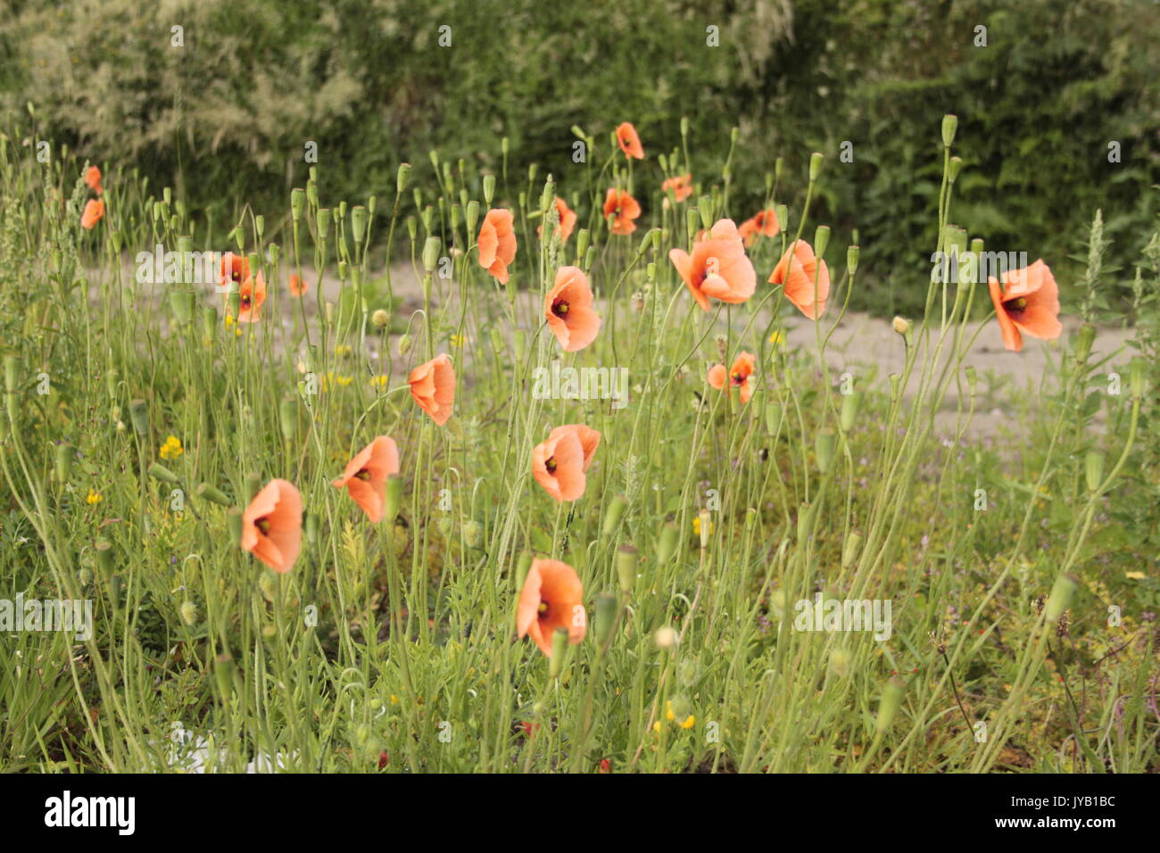 Common field poppies/ red poppies (Papaver rhoeas) growing on broken ...