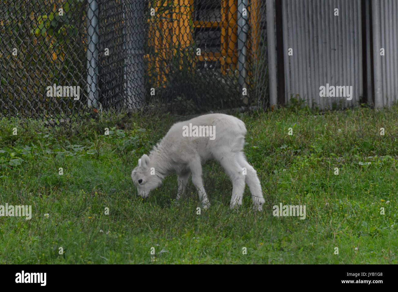 White baby sheep hi-res stock photography and images - Alamy