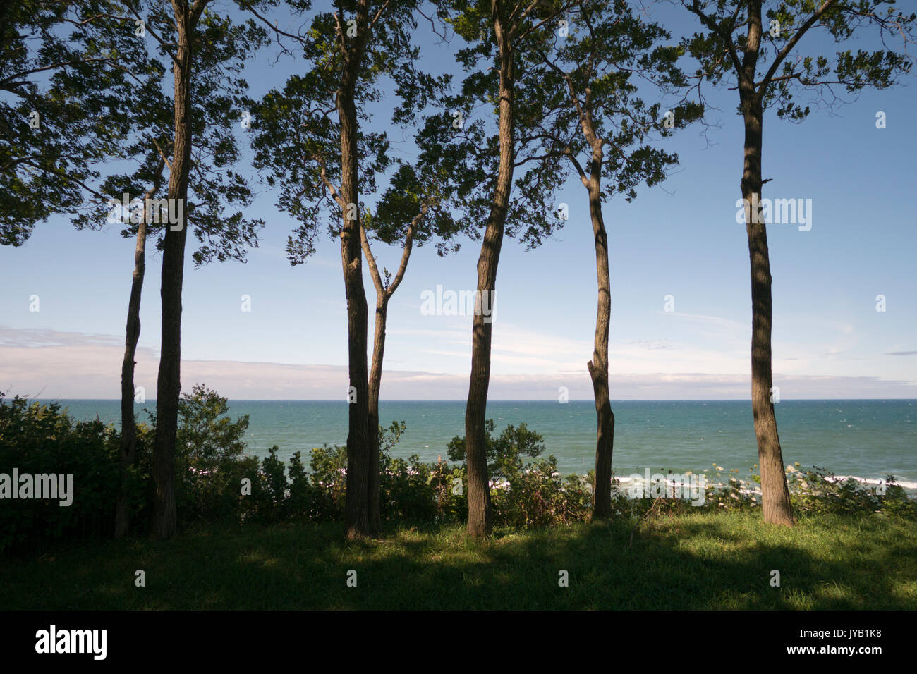 A stand of trees overlooking a bluff on the Lake Michigan shore about ...