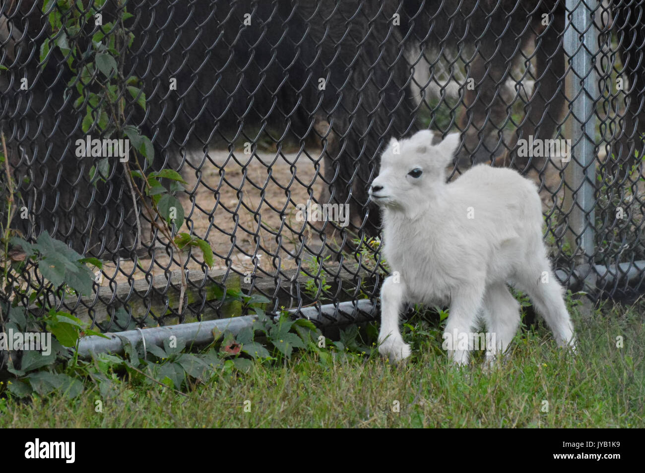 Baby Dall Sheep Stock Photo - Alamy