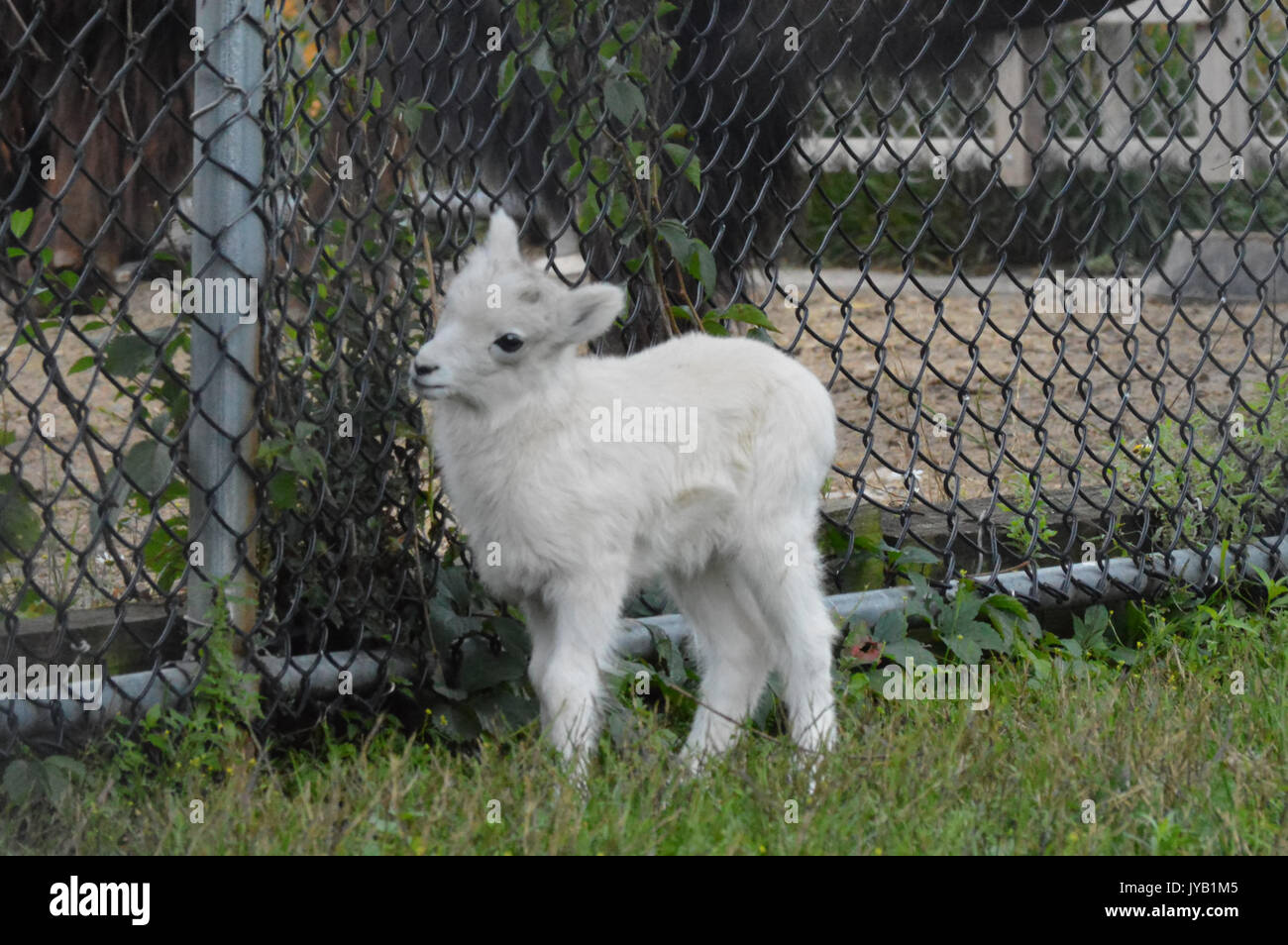 Baby Dall Sheep Stock Photo - Alamy