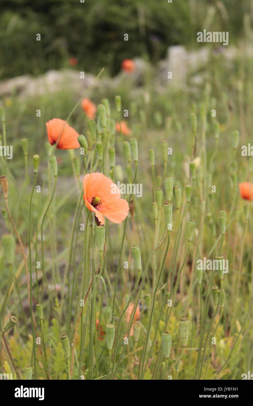 Common field poppies/ red poppies (Papaver rhoeas) growing on broken ...