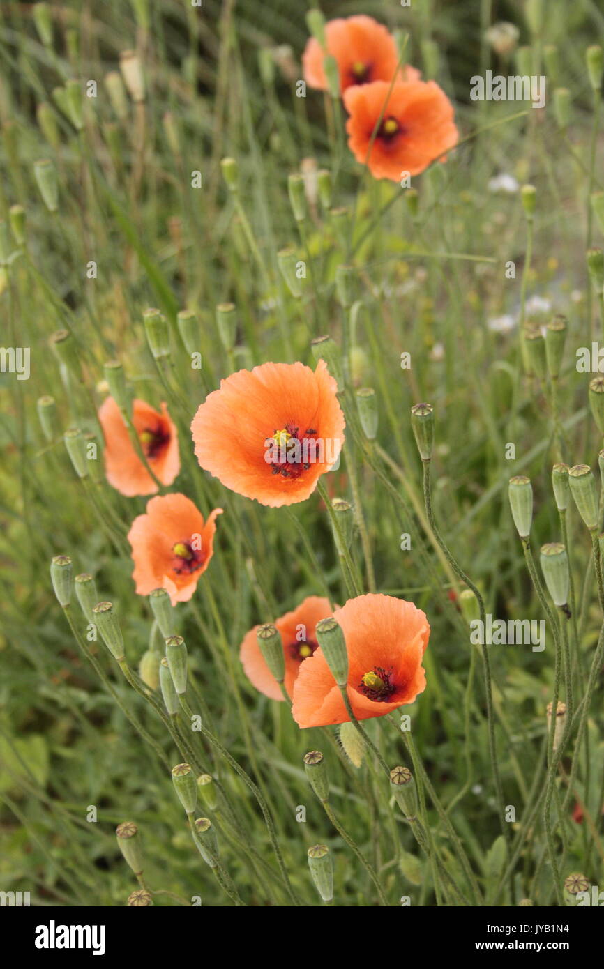 Ww2 poppy fields hi-res stock photography and images - Alamy