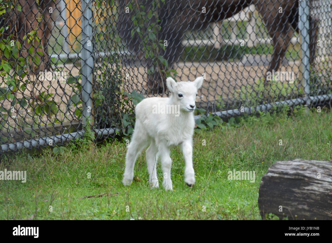 Baby Dall Sheep Stock Photo - Alamy