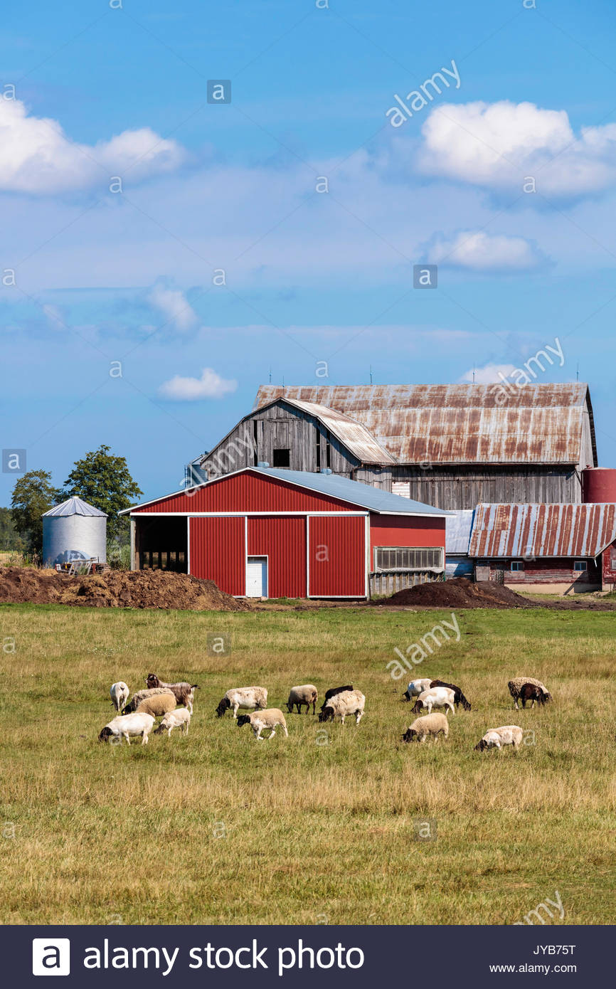 Farming_livestock High Resolution Stock Photography and Images - Alamy