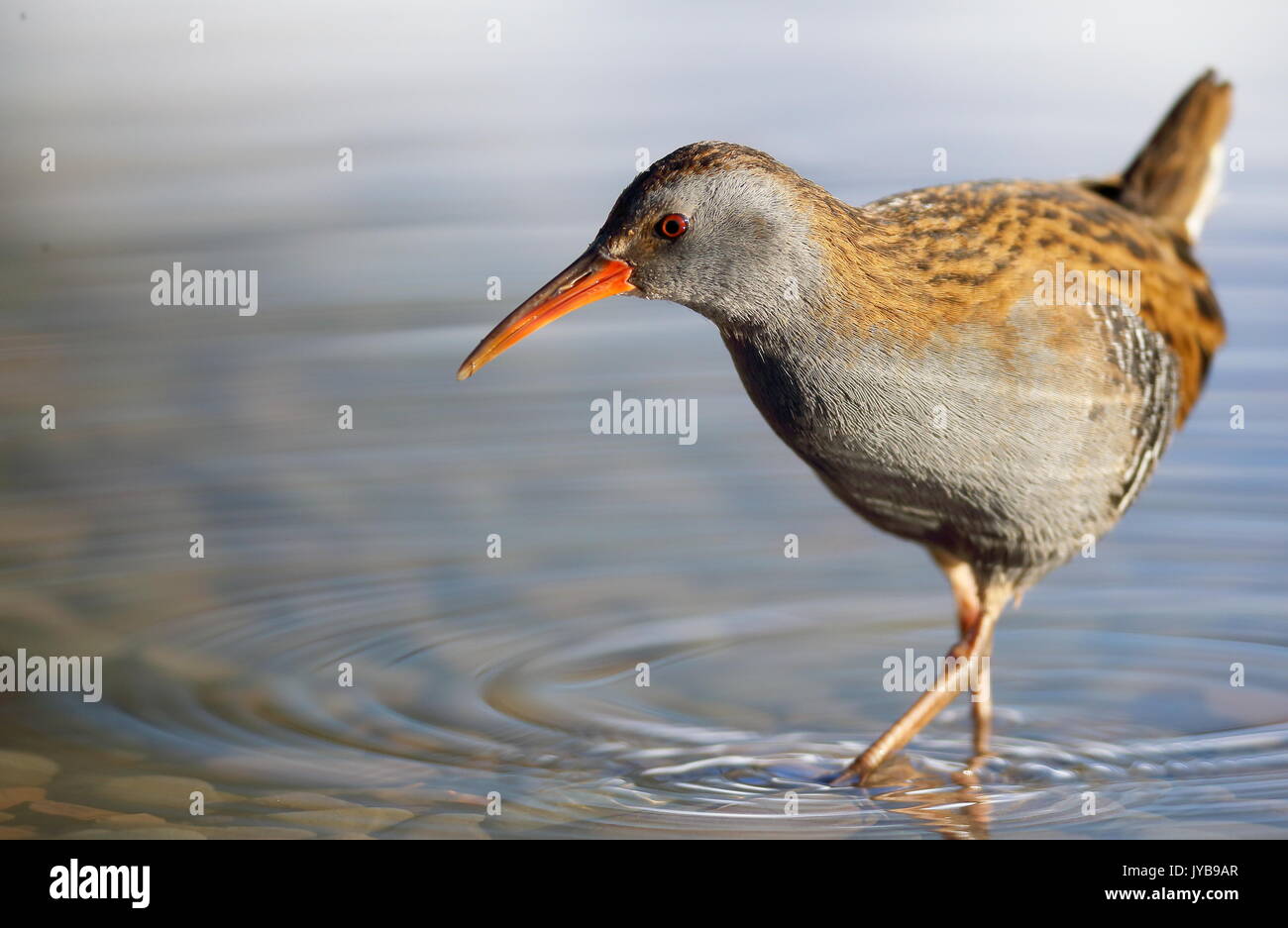 Water Rail striding along pond Stock Photo - Alamy
