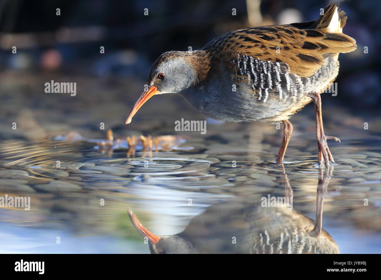 Water Rail feeding Stock Photo - Alamy